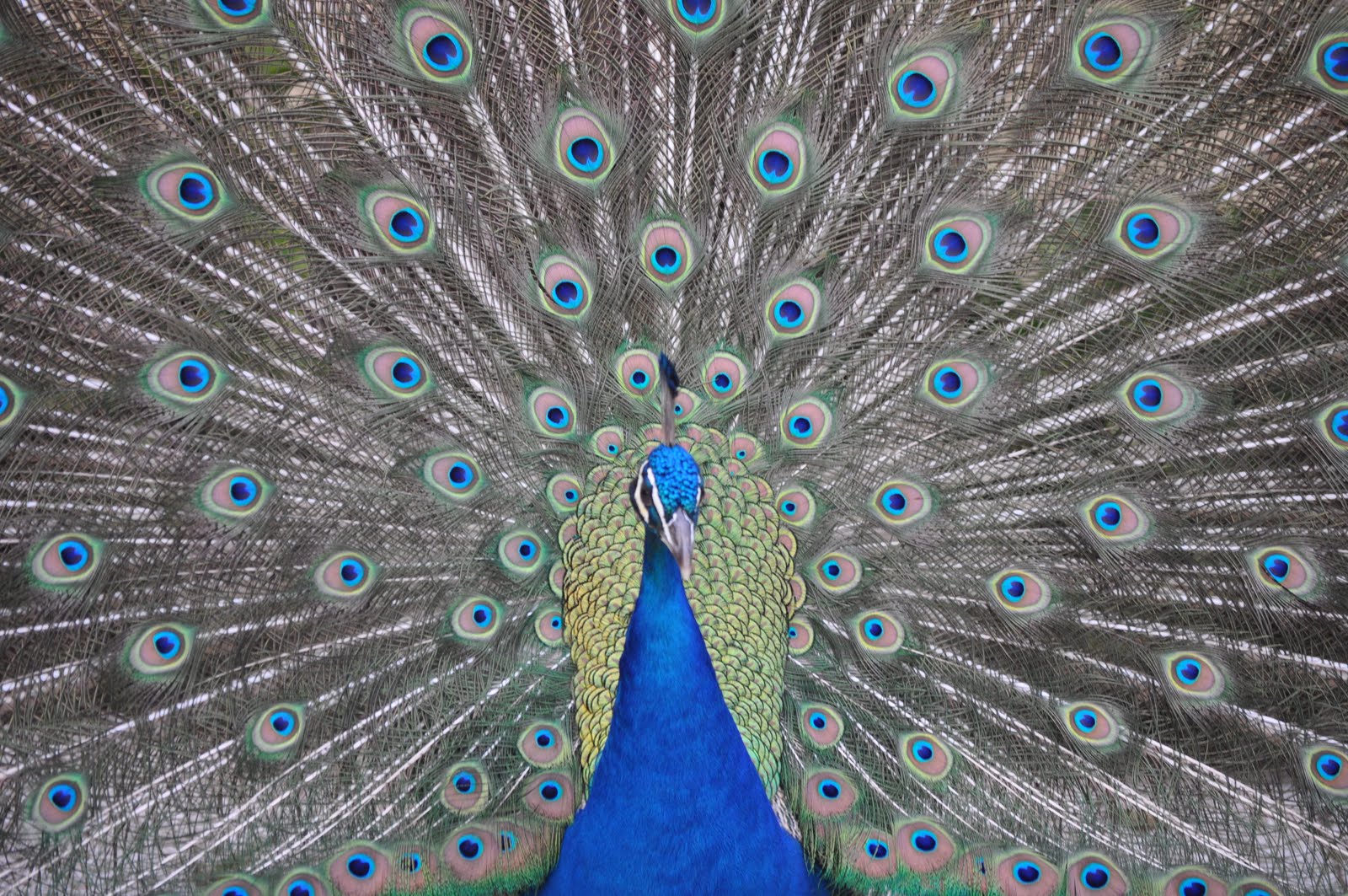 ZOOTOGRAFIANDO (MI COLECCIÓN DE FOTOS DE ANIMALES): PAVO REAL / INDIAN ...