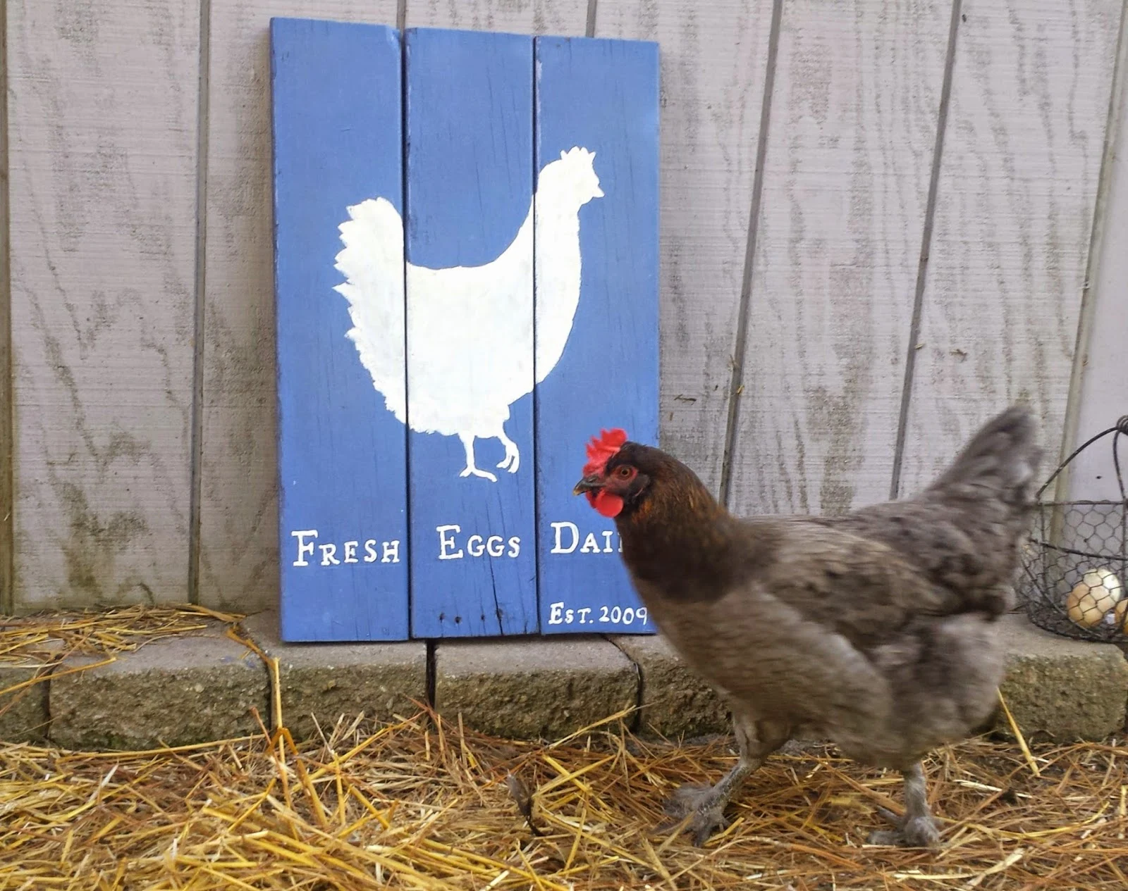 DIY Painted Chicken Coop Sign - Fresh Eggs Daily® with Lisa Steele