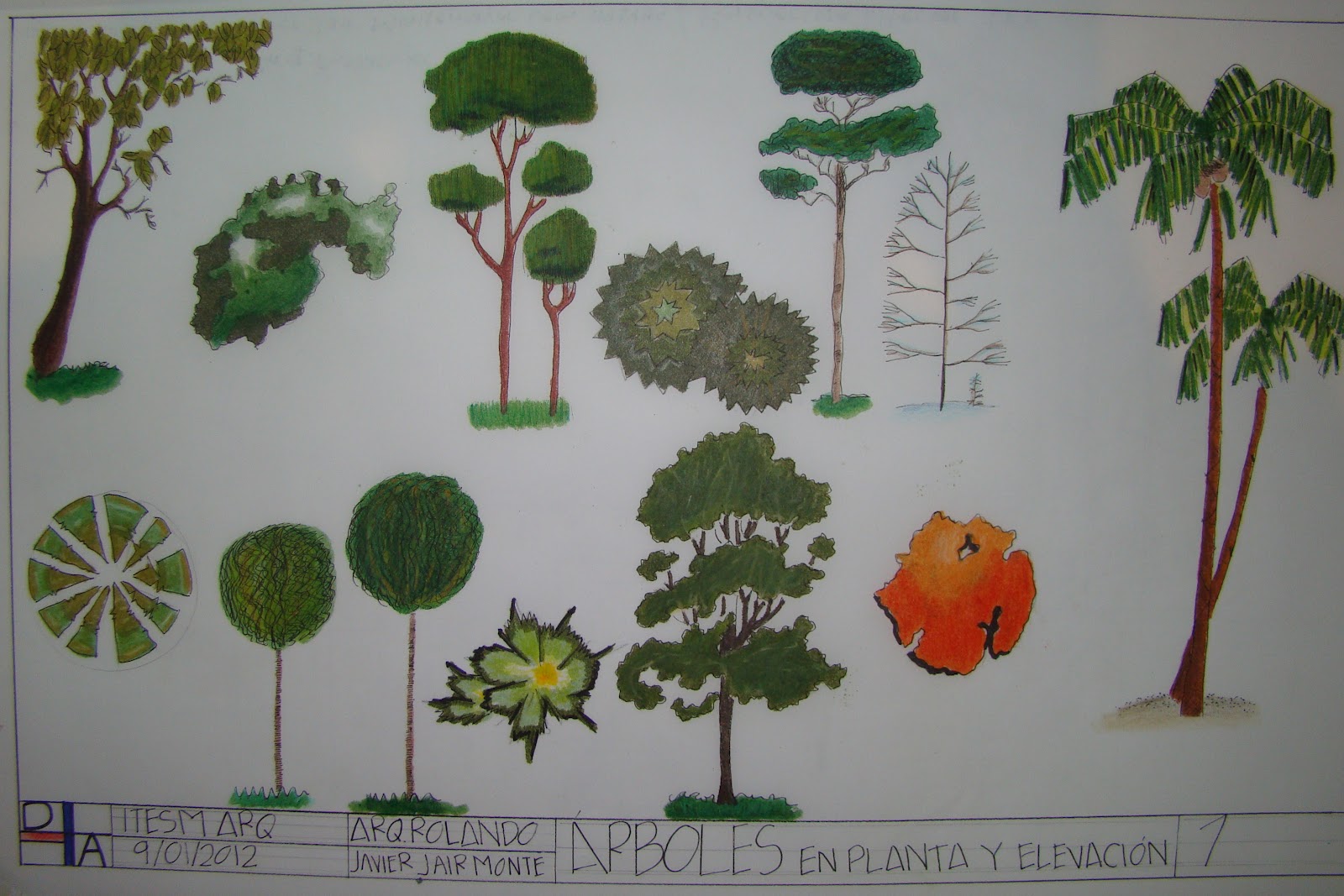 Dibujo arquitectónico: Árboles en planta y elevación