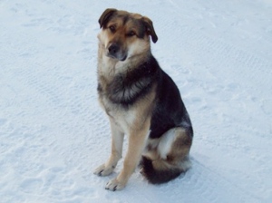 "Journeys and Journals.": "PUPPY LOVE."