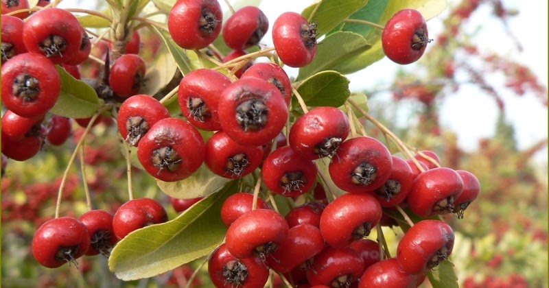 French Vocabulary Illustrated: baie (fruit)