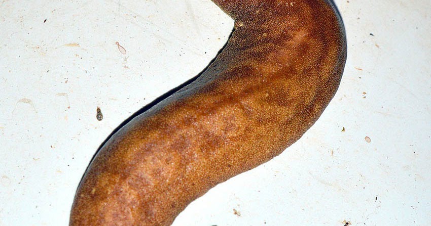 Insetologia - Identificação de insetos: Lesma em São Paulo