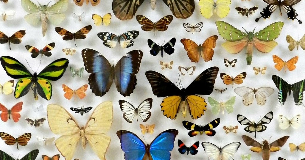 ORDEM LEPIDOPTERA ~ E N T O M O L O G I A E M F O C O