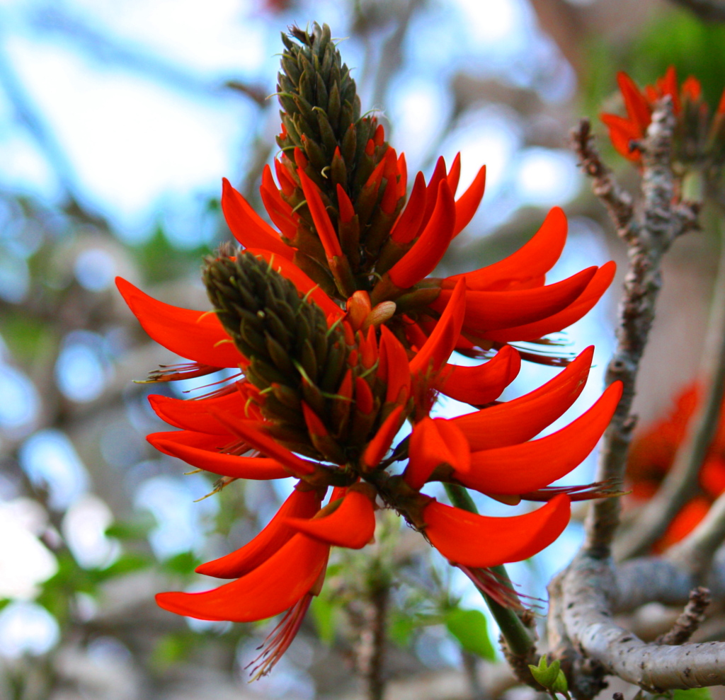 PlantWerkz: Coral Tree - Erythrina Fusca