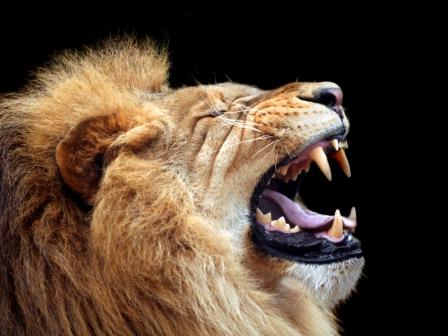 lion Roaring | My HD Animals