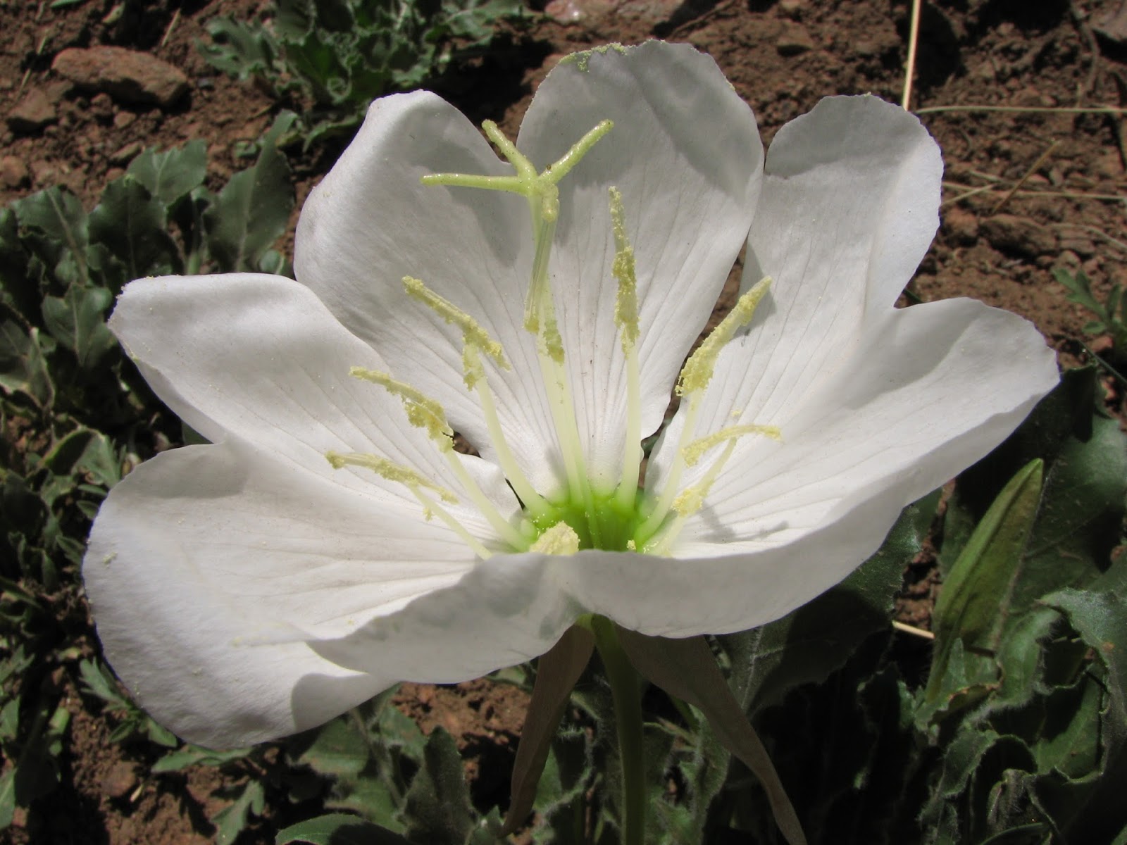 What's Growing in Colorado : A Primrose by Any Other Name