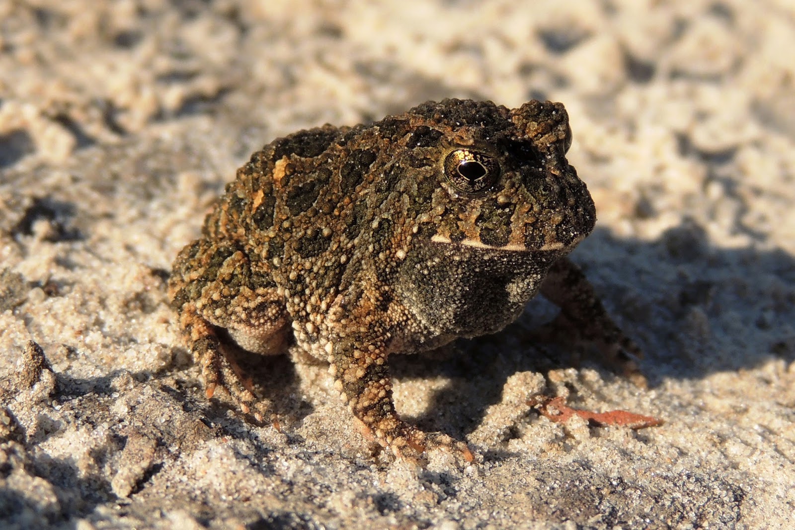 Jardim Botânico Municipal de Bauru: Exposição fotográfica: Sapos, Rãs e ...