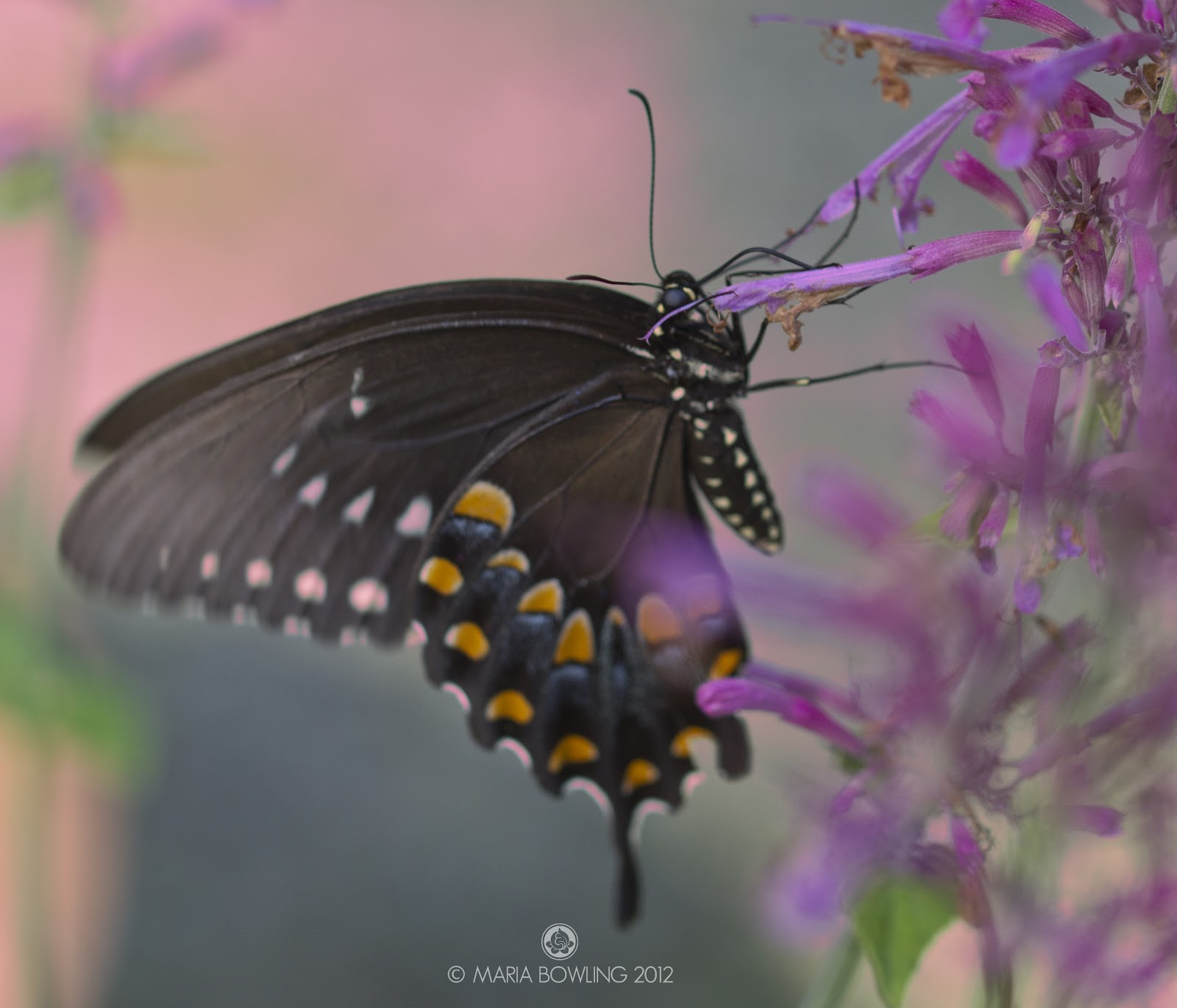 Pretty Medicine : Eastern Black Swallowtail (Papilio polyxenes)