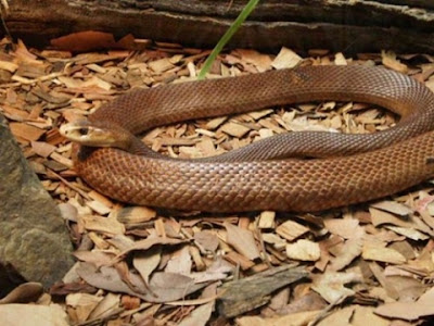 Taipan Snake | The Life of Animals