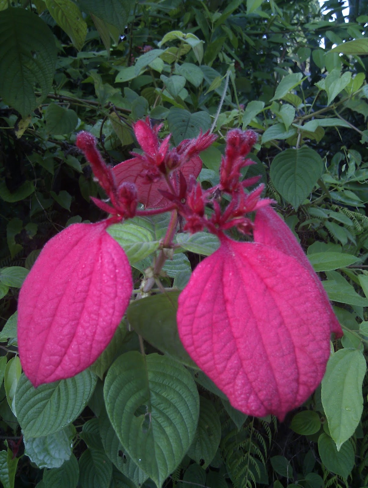Plants found in Singapore: Mussaenda erythrophylla 'Dona Alicia'