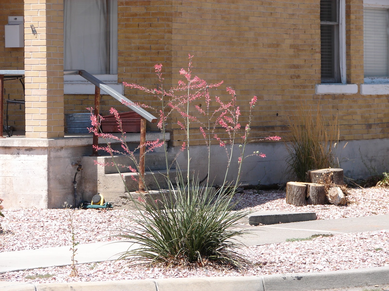 New Utah Gardener: Red Yucca