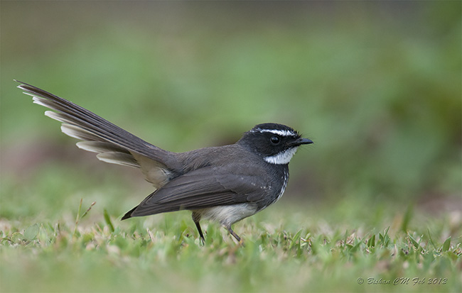 KicauANku: BURUNG SIKATAN