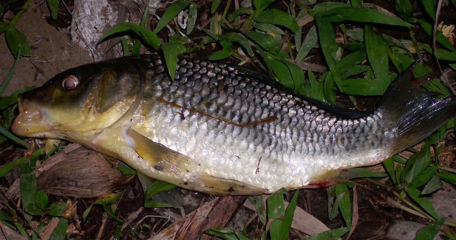 Ikan Mas - Perumperindo.co.id