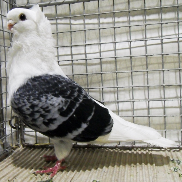 Old German Owl ( Altdeutsches Mövchen ) - Pigeons fall