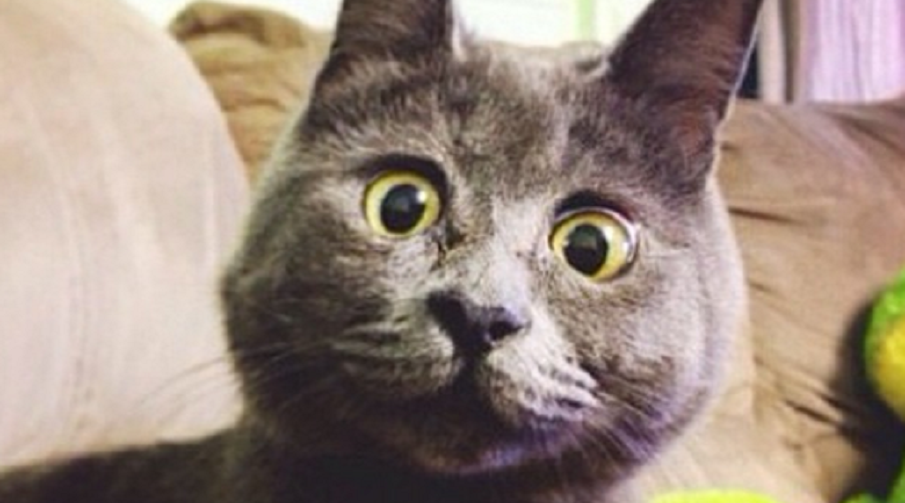 Francisco Moreira: Gato parece estar sempre assustado