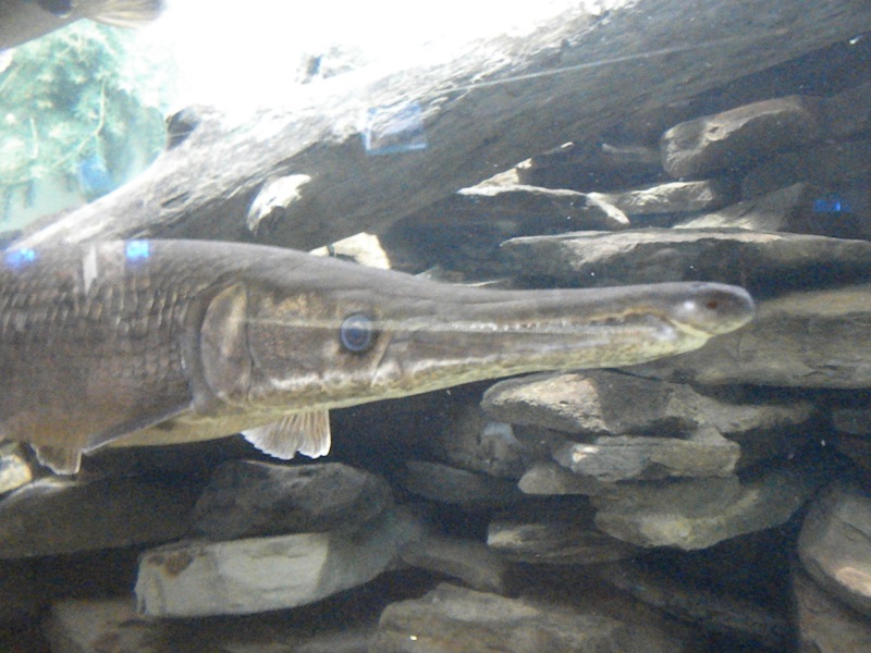 The Zoo Review: Species Fact Profile: Alligator Gar (Atractosteus spatula)