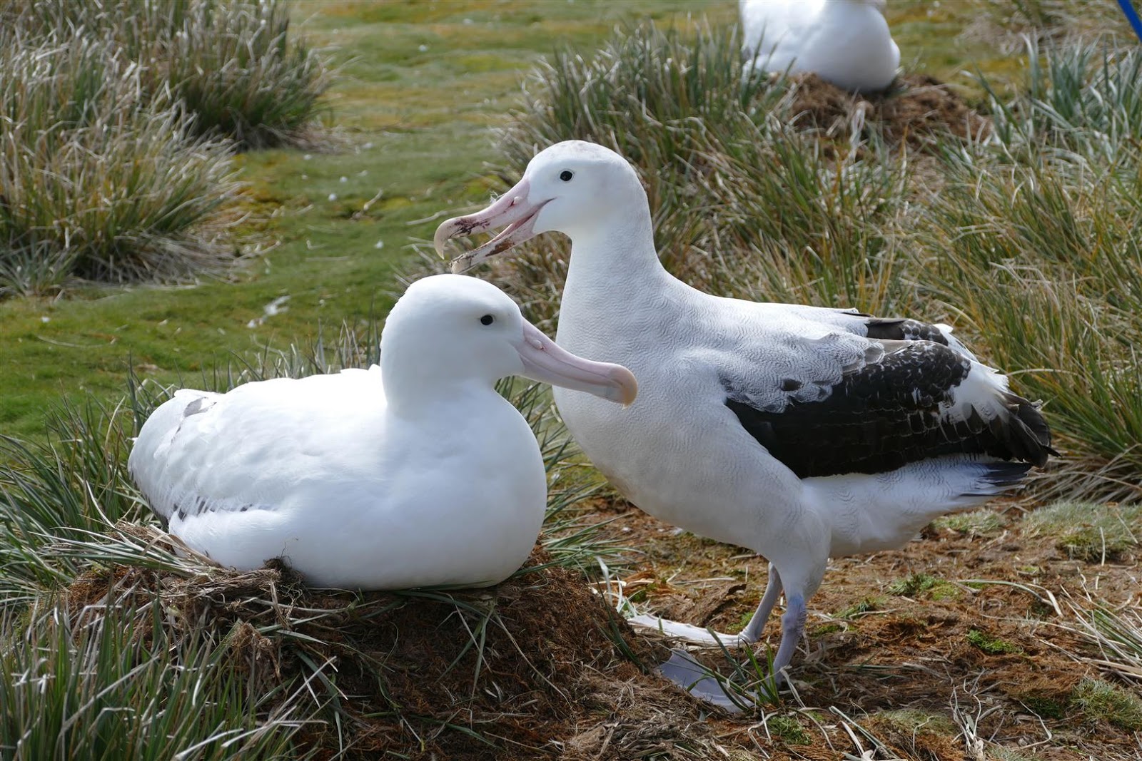 Remember The Razorbill: Wandering Albatross Breeding Season