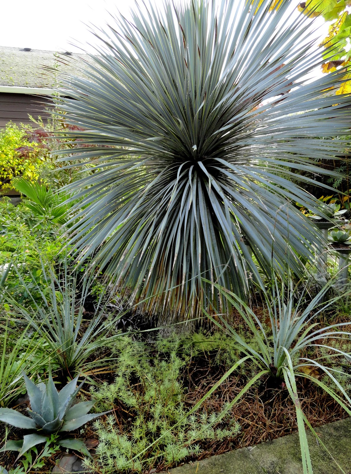 danger garden: Our Yucca rostrata collection earns the weekly title as ...
