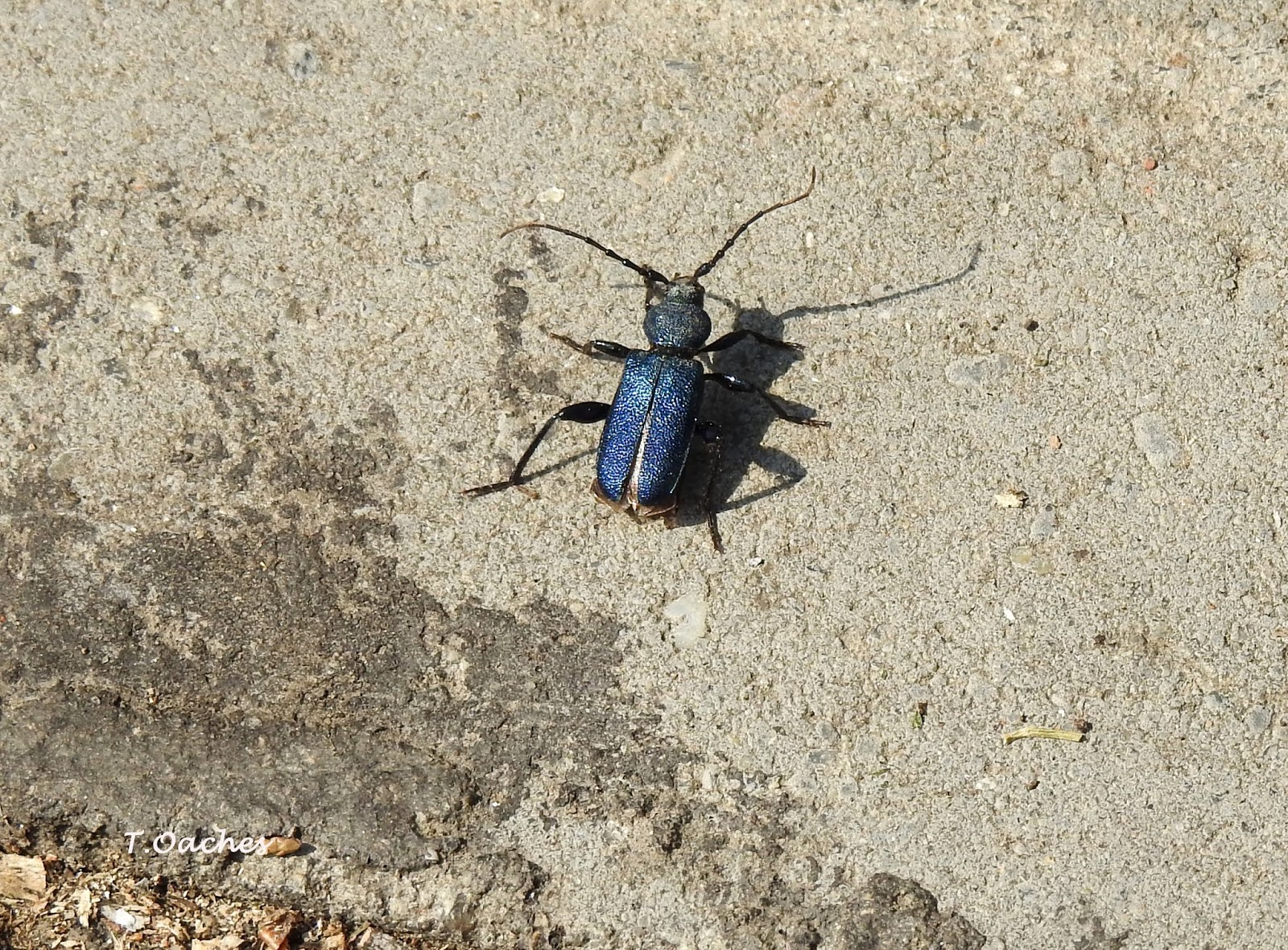 PASARI DIN ROMANIA: INSECTE (1 bis) - continuare