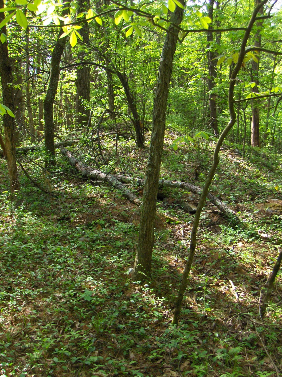 Rock Piles: Spruce Swamp Brook - Linear stone mounds along a brook in ...