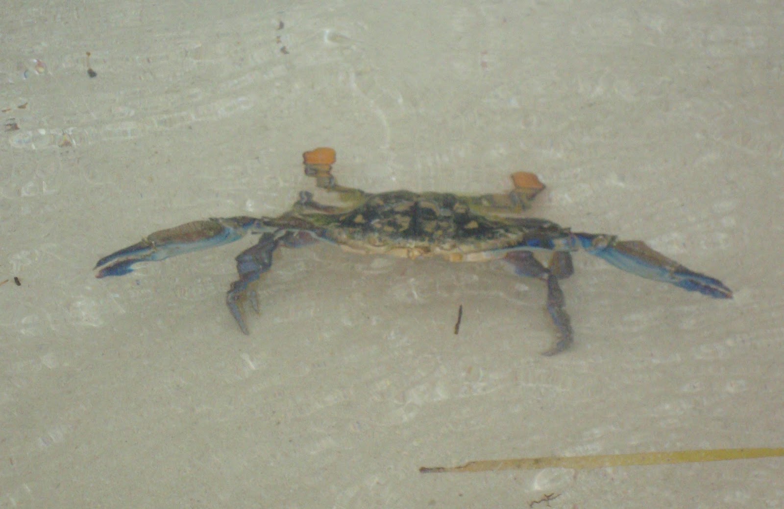 Miss Steps and Milestones: I went to the Bahamas and all I got was