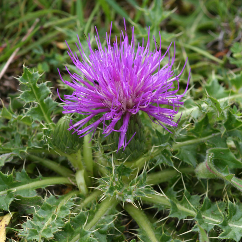 WildlifeTring: Dwarf Thistle