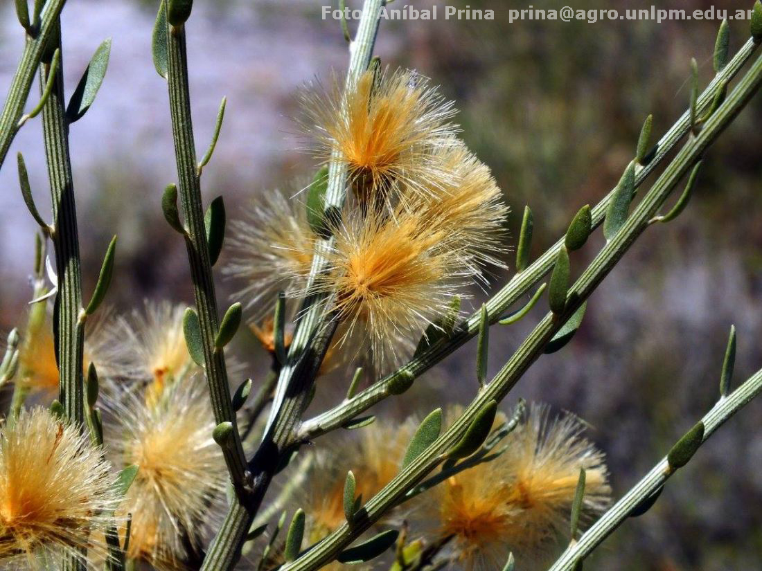 Argentina nativa: Palo azul (Cyclolepis genistoides)