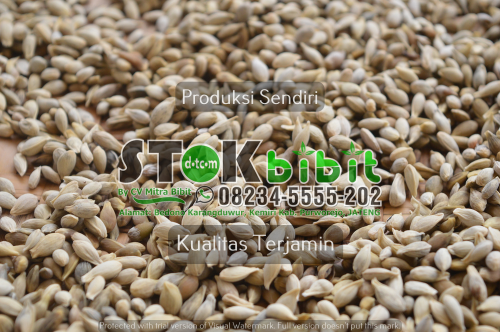 Bisbul buah bisbull - bibit mangga agrimania