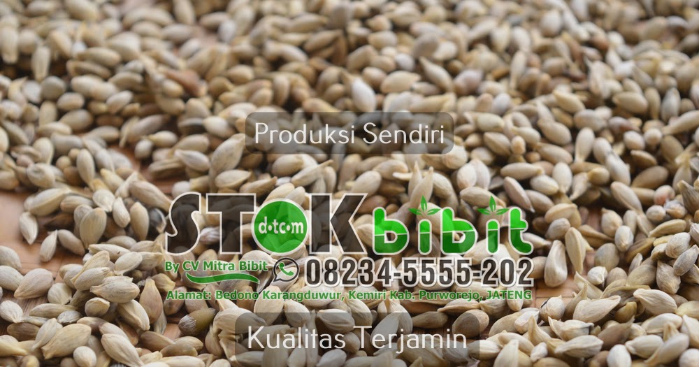 Bisbul buah bisbull - bibit mangga agrimania