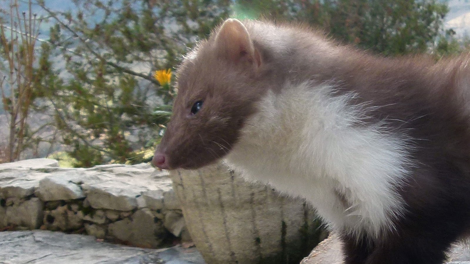 Faune Flore d'Ul: Fouine