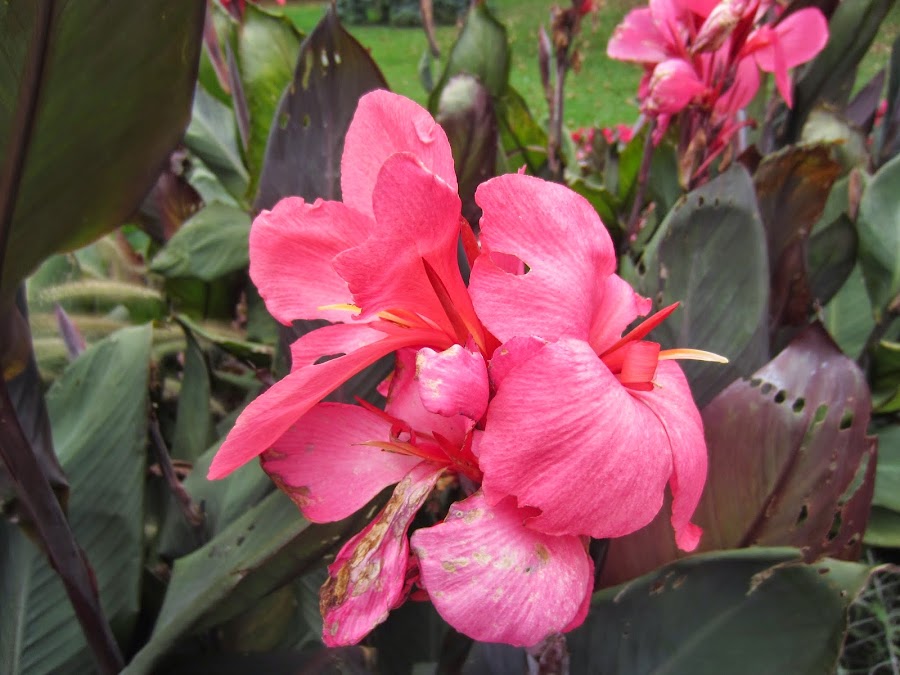 Canna índica o capacho, achira, lengua de dragón... | Plantas
