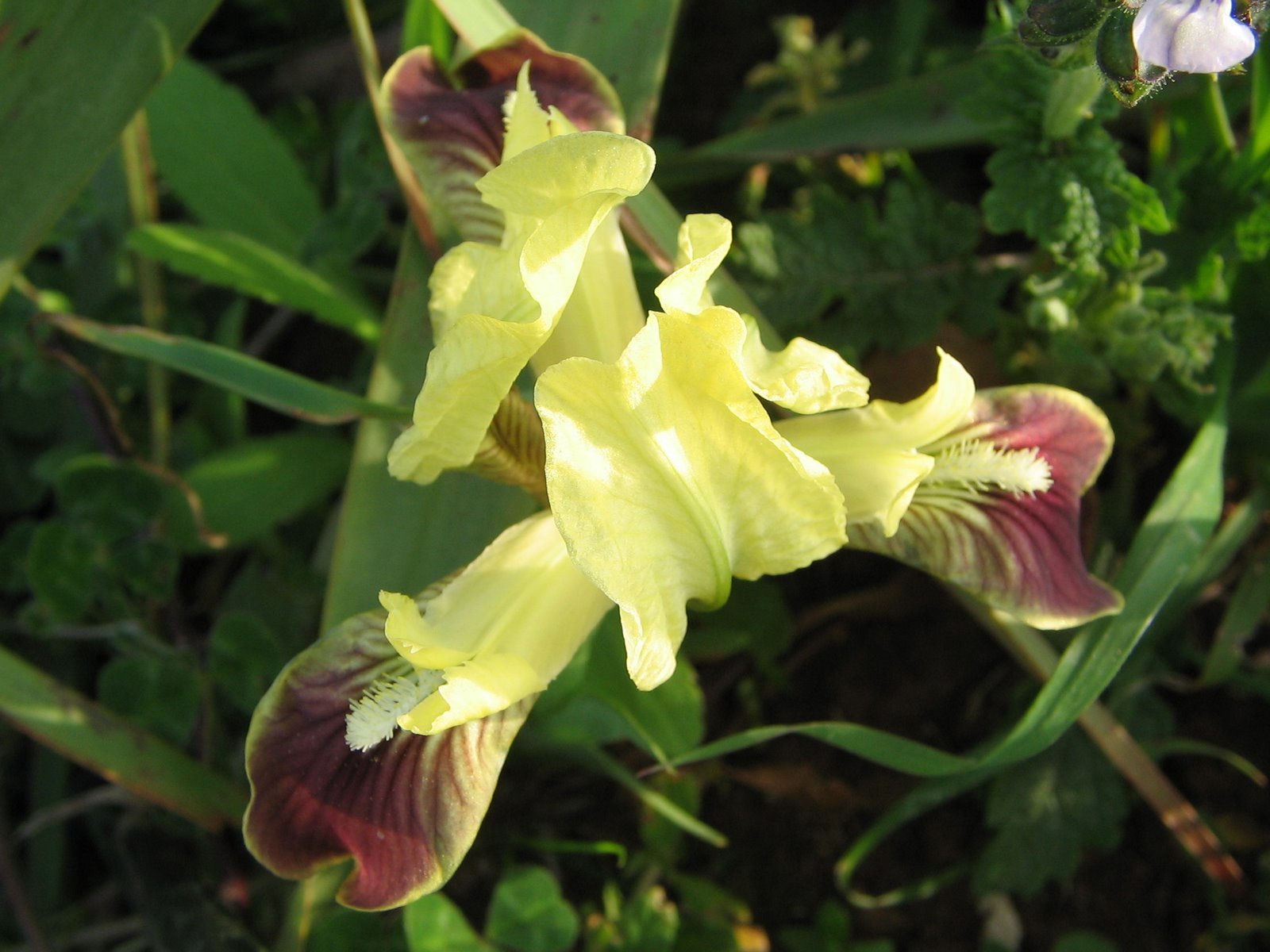 FLORA NEL SALENTO e.. anche altrove: Iris pseudopumila Tineo ...