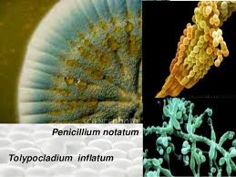 MAMALAND MUSHROOM FARMS.: FUNGI AND PHARMACEUTICAL INDUSTRY: THE ...