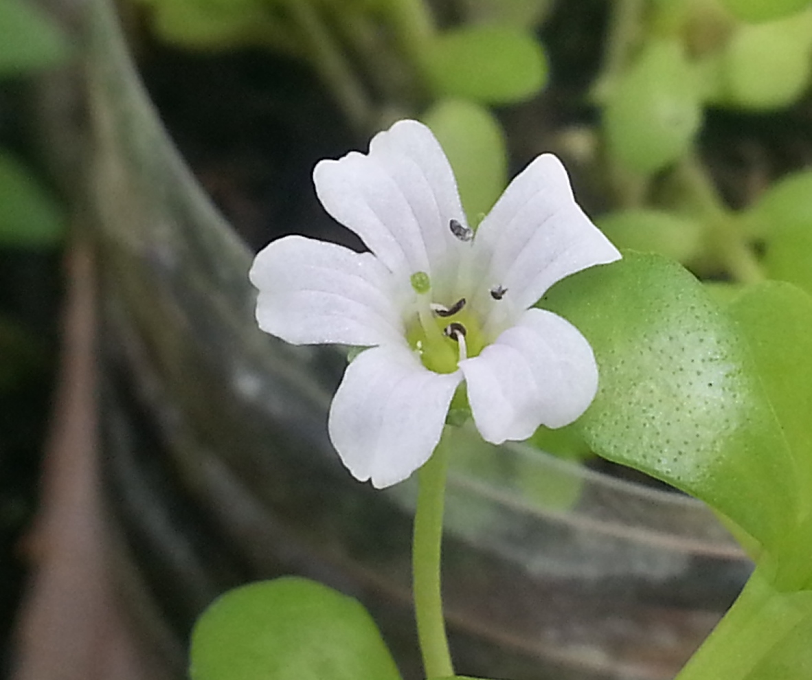 El Mundo Acuático by Osete: Bacopa monnieri
