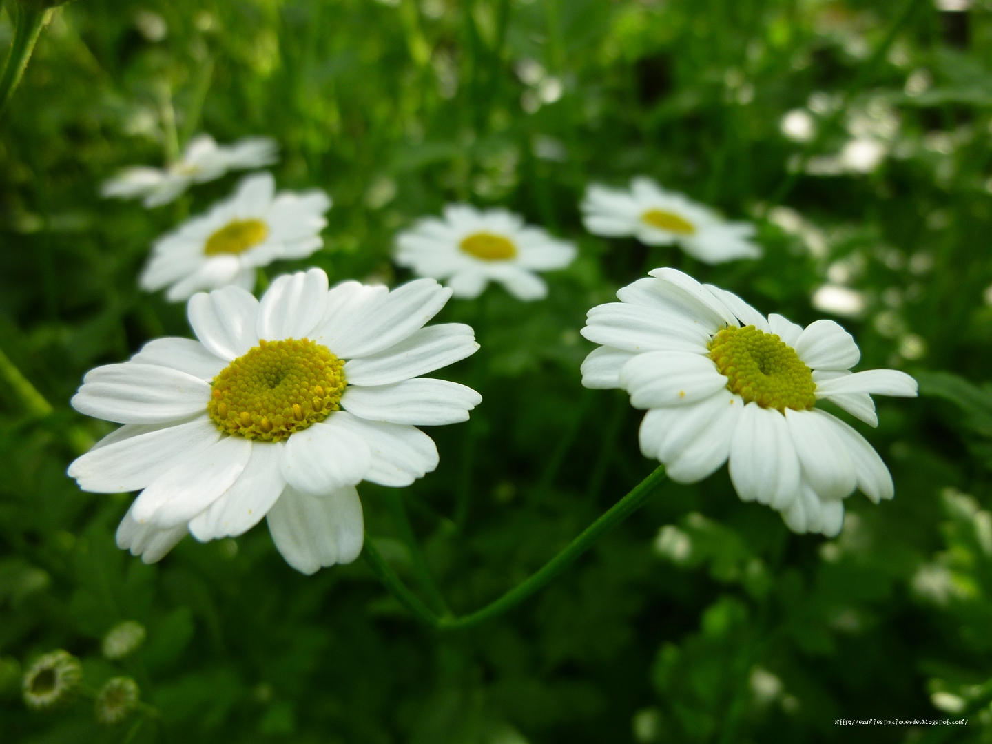 Mi espacio verde: Hierba de Santa María (Tanacetum parthenium)