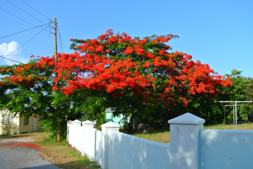 Such life in the tropics...: 7/22/12 - 7/29/12