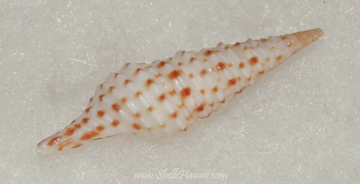 ShellsHawaii ...by Janjira: Hawaiian Seashells / Kauai shells