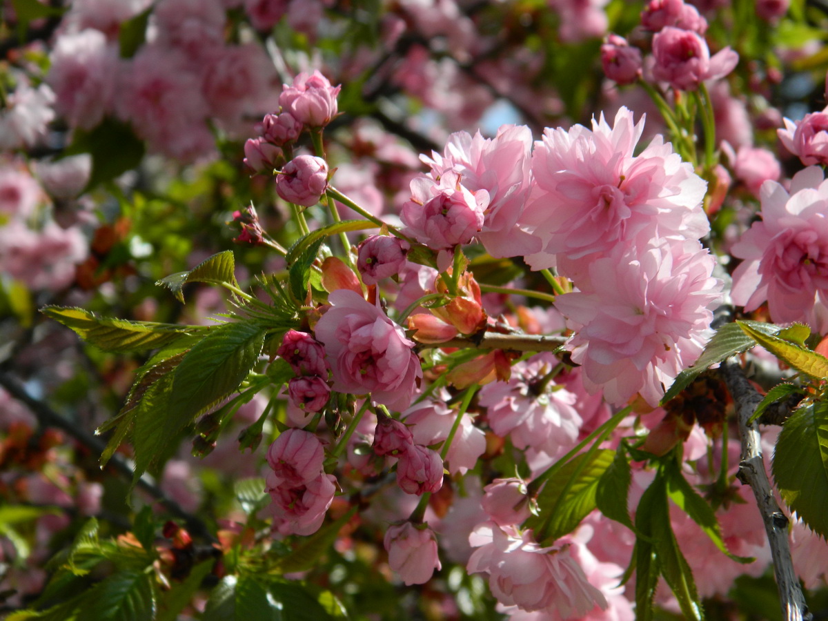 LA MULTI ANI, ROMANIA!: Flori de cires japonez