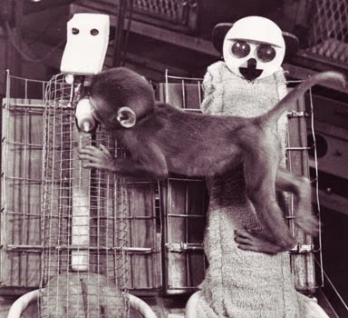 El Apego: Experimento de Harry Harlow