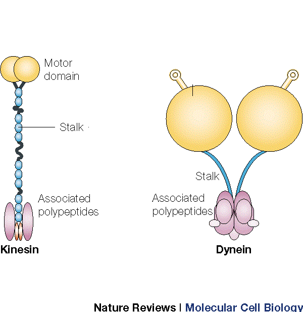Biology inc: Le cytosquelette - Microtubules