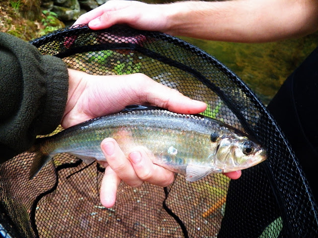 Connecticut Fly Angler: A First: Blueback Herring