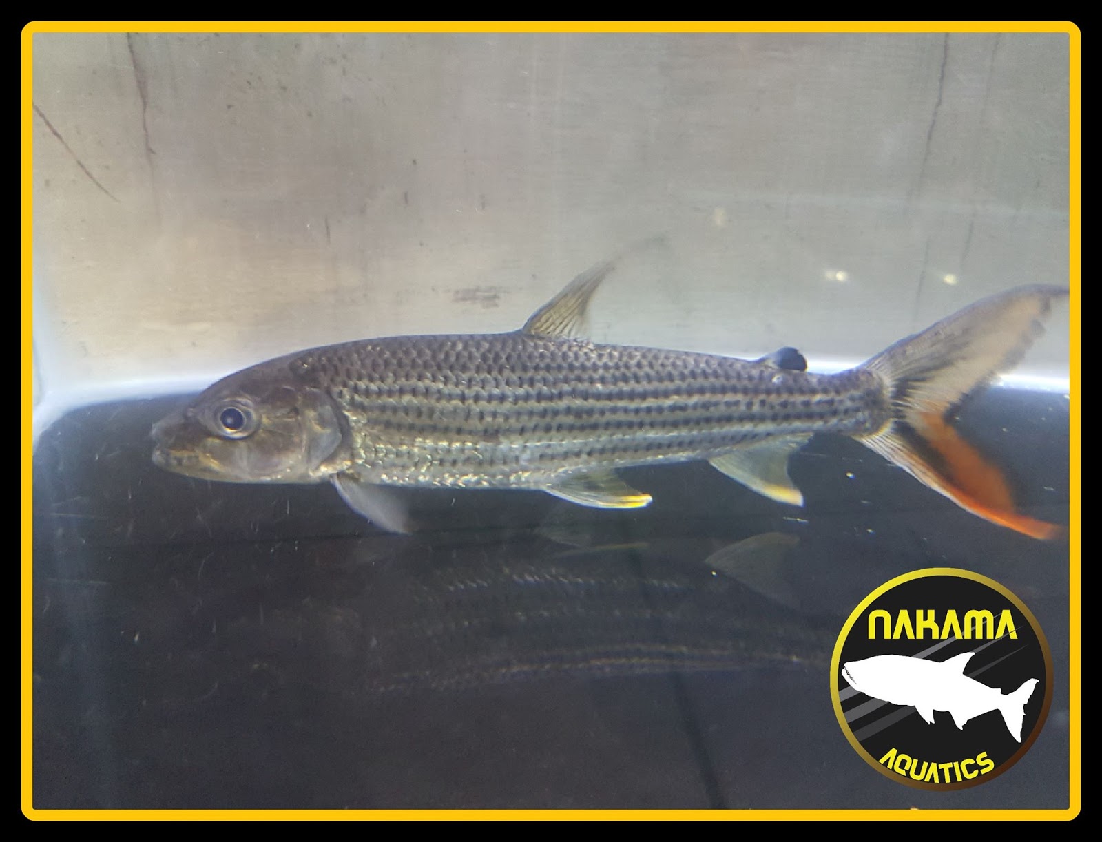 African Tiger Fish Si Ikan Macan Dari Air Tawar - Nakama Aquatics