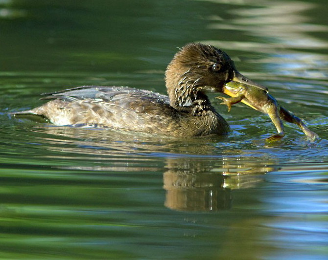 BARRY the BIRDER: Hungry duck swallows bullfrog