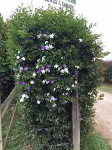 Samanea saman, Pithecellobium saman, samán o árbol de la lluvia | Plantas