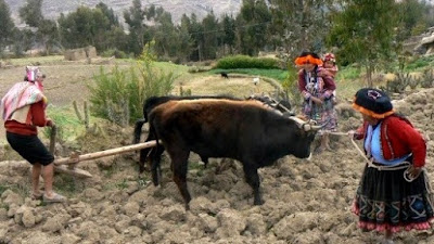 DE JESUS GÓMEZ: IMAGENES AL DIA DEL CAMPESINO