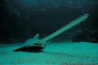 Kumpulan Fakta Indonesia: Satu2nya Hiu Kepala Gergaji