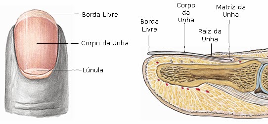 GioNails: Anatomia da Unha