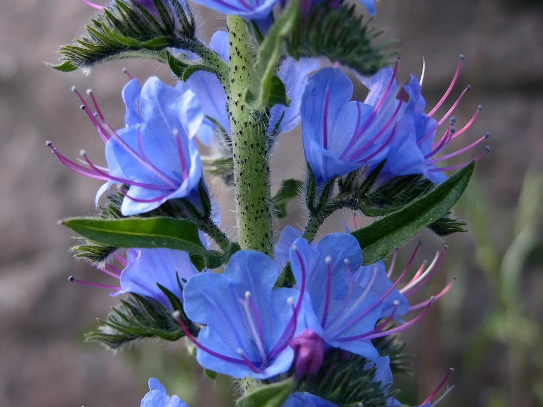 Seminte si plante de gradina hobby: Iarba Sarpelui-Echium vulgare