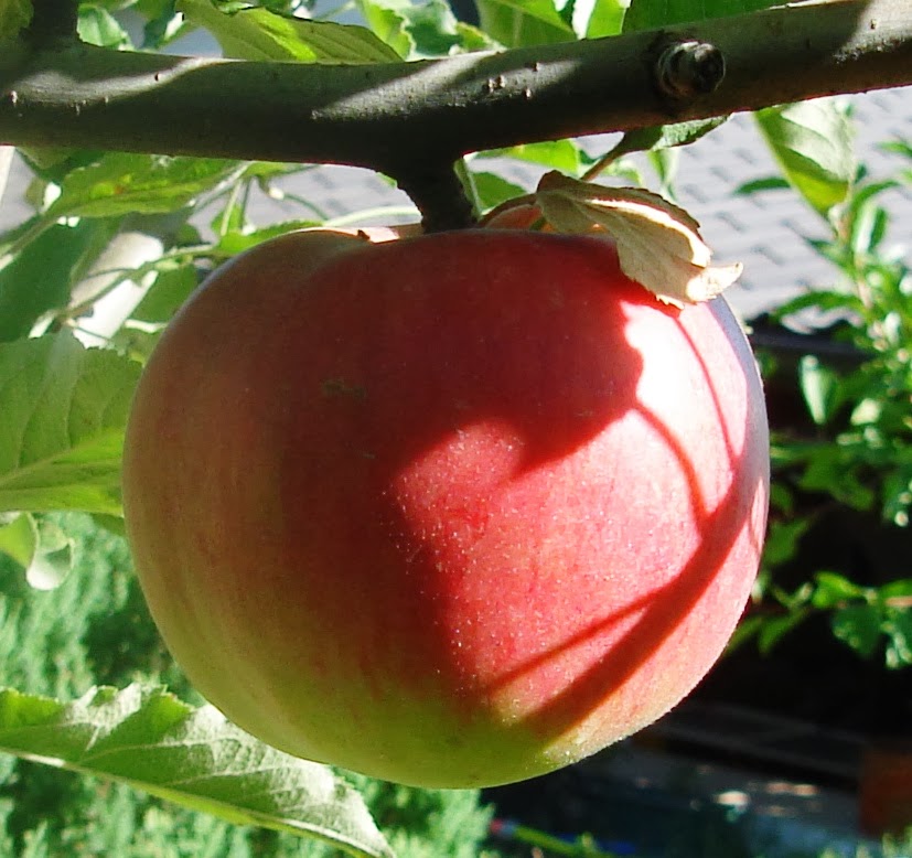 Despre Livada de mere: Livada de mere de JONATHAN din republica Moldova