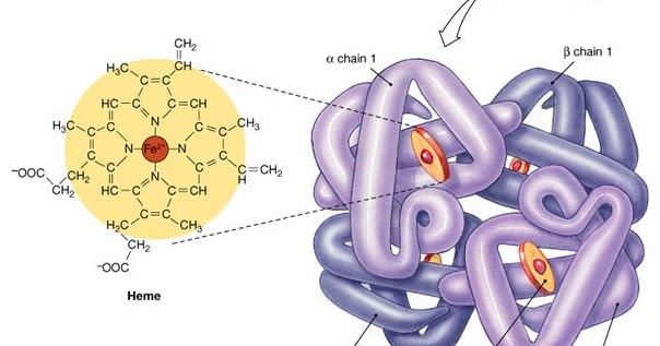 Lecture Notes in Medical Technology: Lecture #4: Hemoglobin